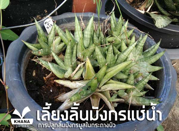 sansevieria moose Archives - สวนคณา